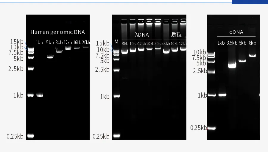 样本 无 论 是 基因 组 dna λdna 质 粒 cdna br3m121 均 表现 出 优异 的 扩 增 效果